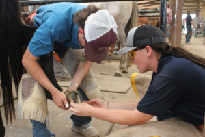 Farrier Course – Oklahoma Horseshoeing School